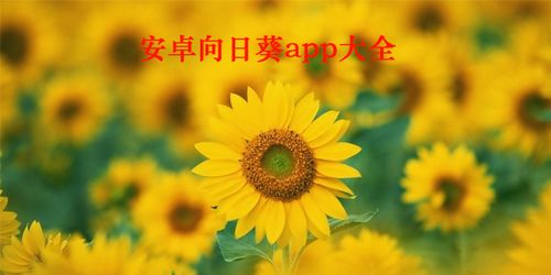 向日葵app安装安卓下载-向日葵APP安装安卓图标