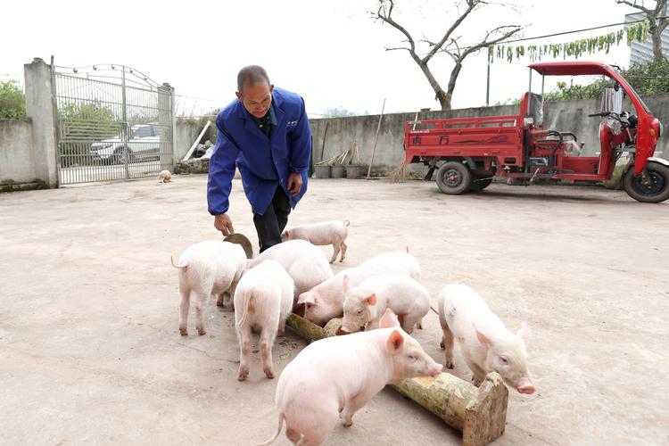 致富经养猪软件图标