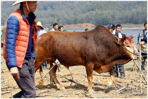 斗牛赢钱图标