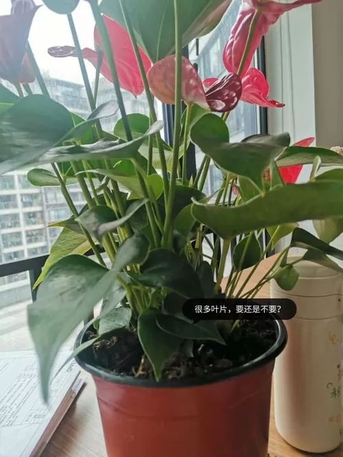 红掌花适合在室内养吗