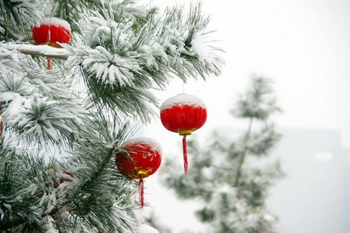 瑞雪网图标