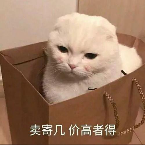 抖音当猫听到主人说要再买个猫时表情包