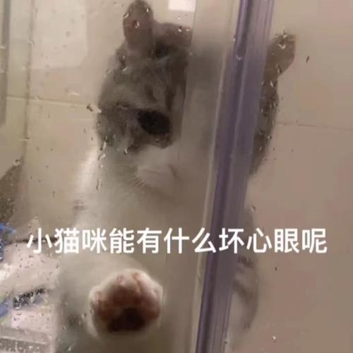 抖音小猫咪能有什么坏心眼呢