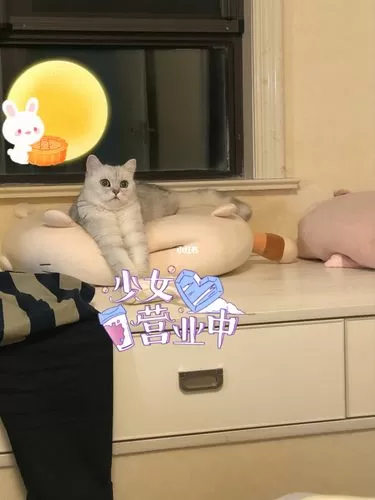 猫咪陪玩软件倒闭了吗