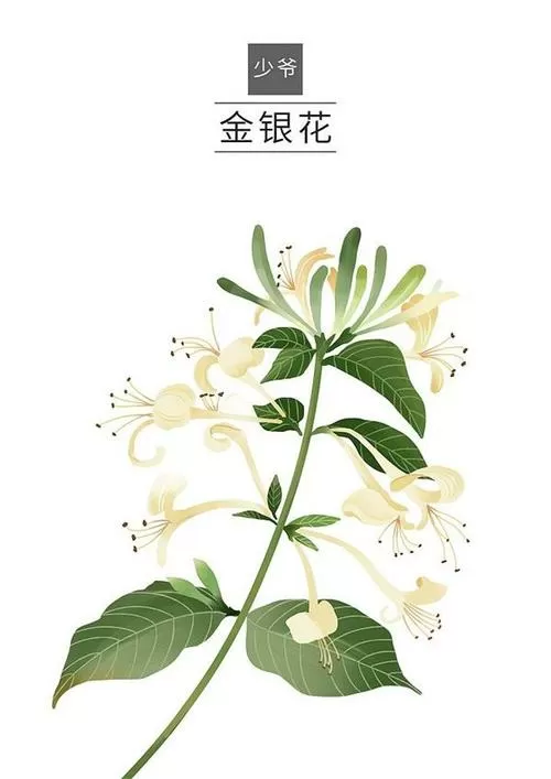 金银花app下载官网