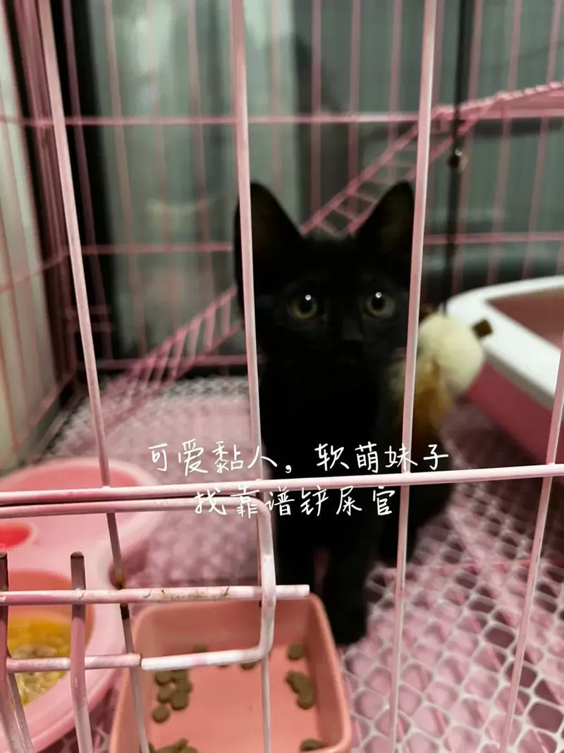 玄猫和黑猫区别