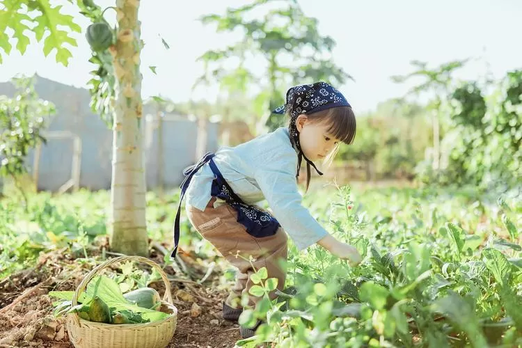 姥姥的小菜园最新版