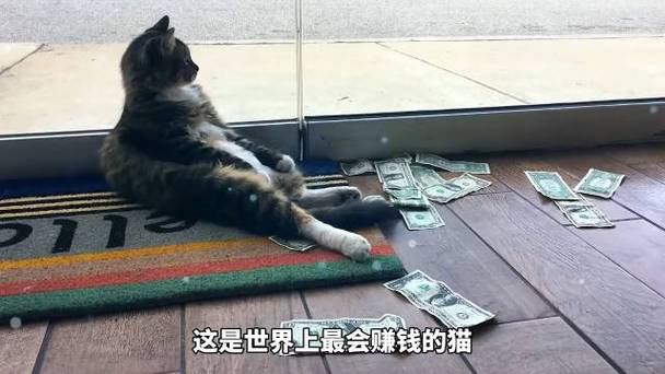 猫猫赚钱图标