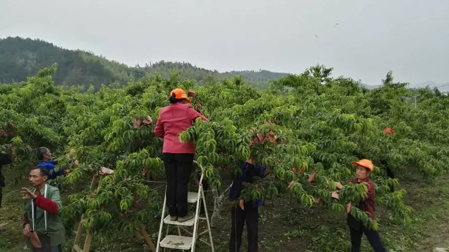 高山果农加盟