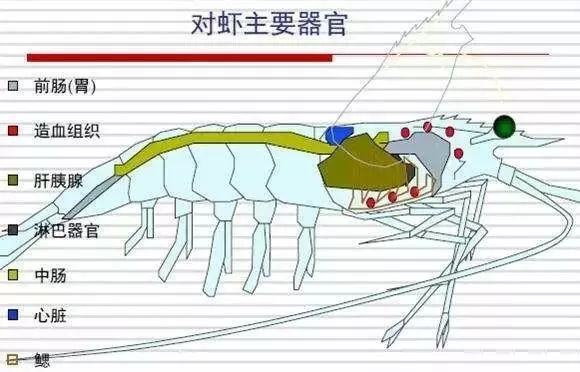 青虾转肝期是什么时候