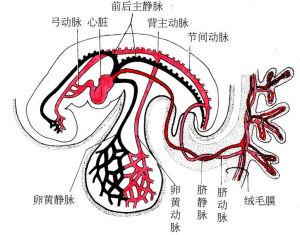 齐动脉s/d