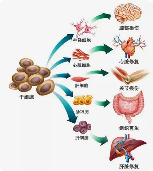 细胞控制物质进出的结构是图标