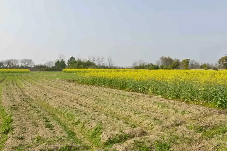 乡村幸福生活极速版下载安装