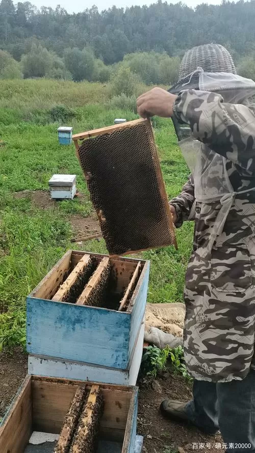 蜜蜂蜂场转让